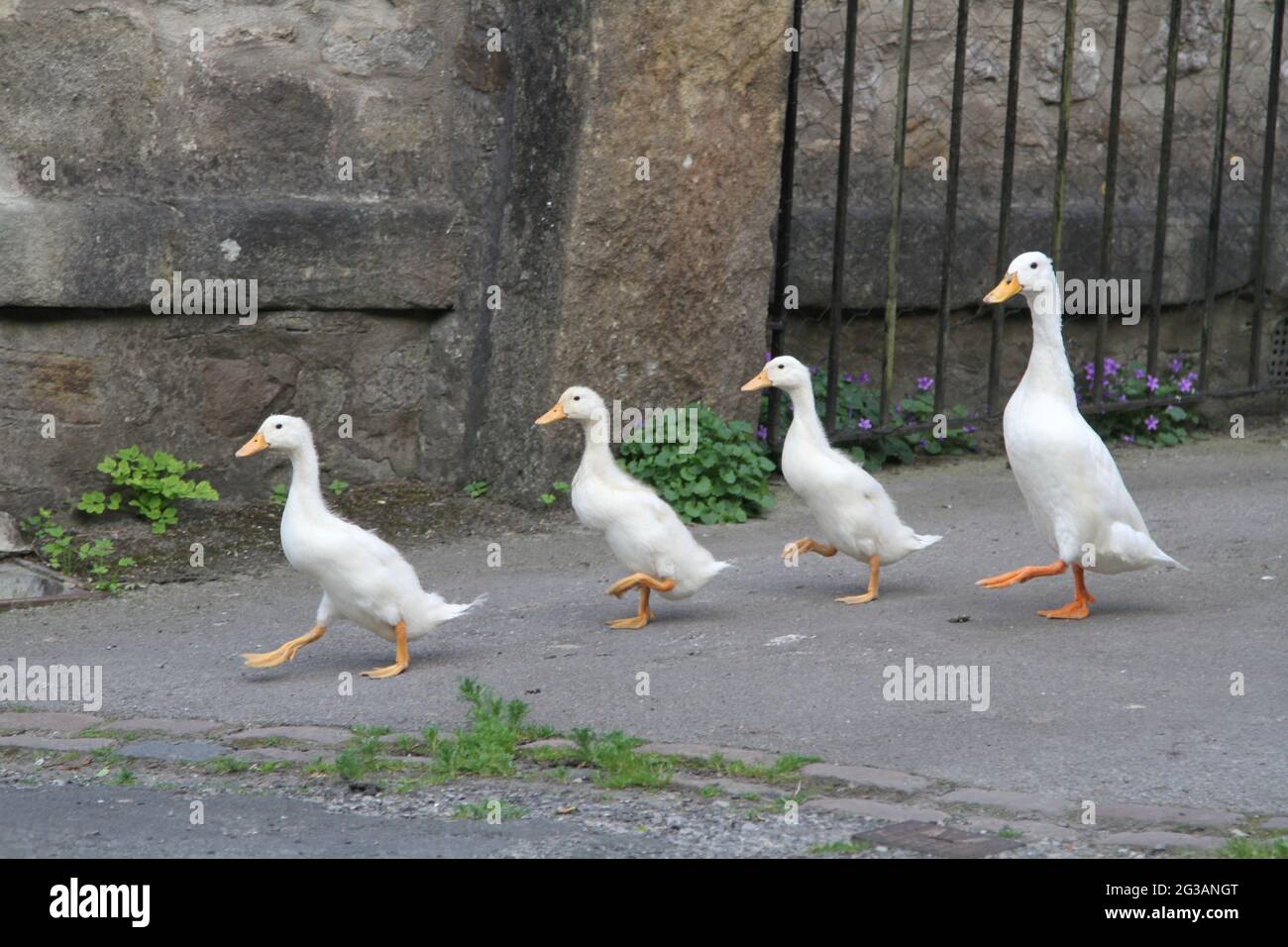 Goosestep. A mother goose with her three goslings walk in step to the ...