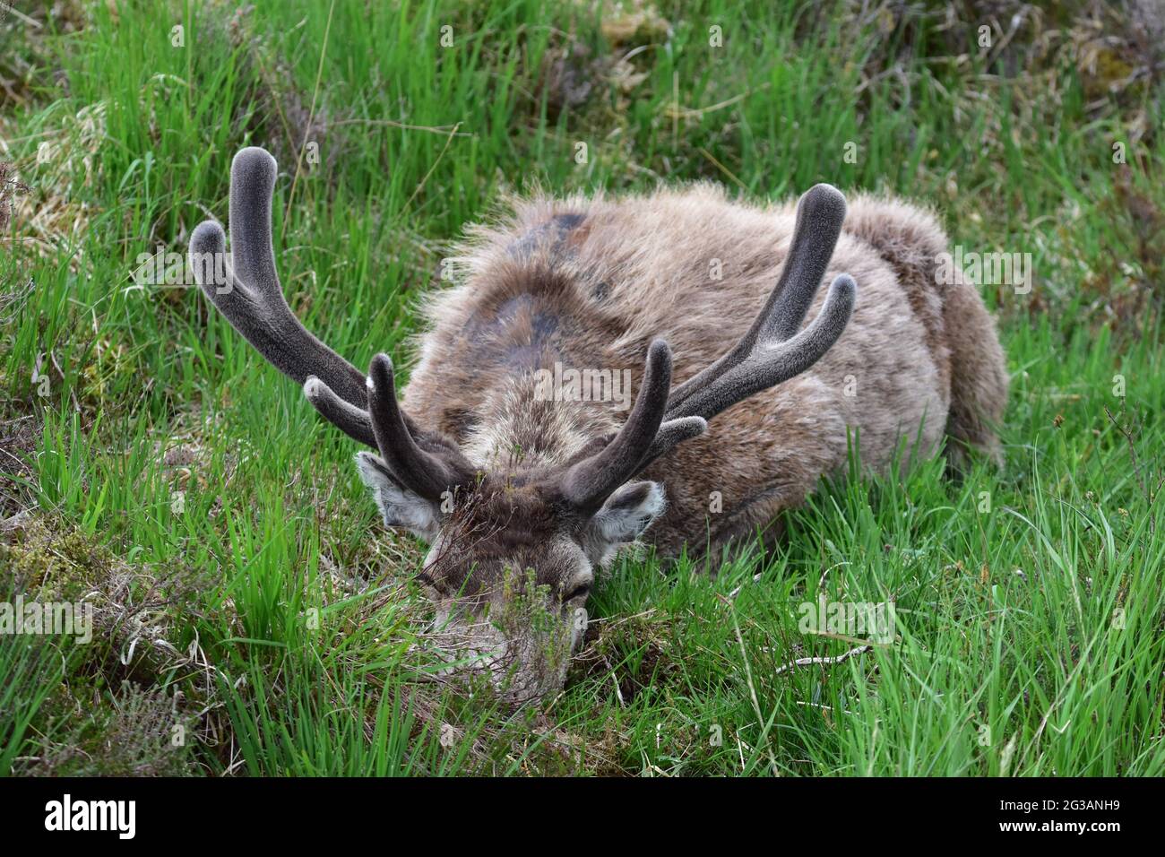 Sleepy Red deer Stag Callum,Torridon Scotland Stock Photo - Alamy