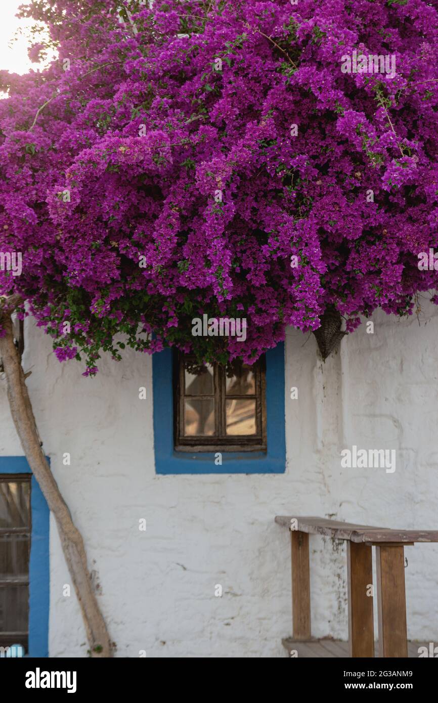 A white building with blue window frames in the Greek style and a ...