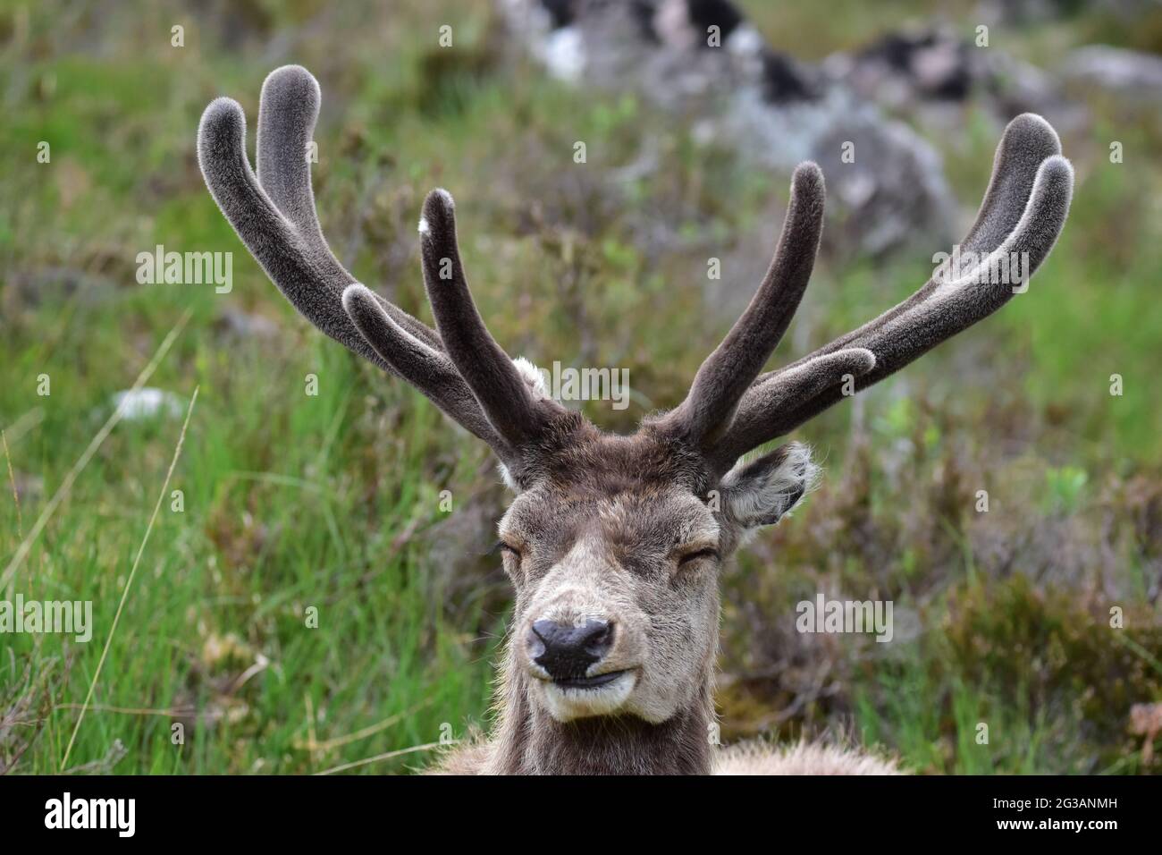 Sleepy Red deer Stag Callum, Torridon Scotland Stock Photo - Alamy