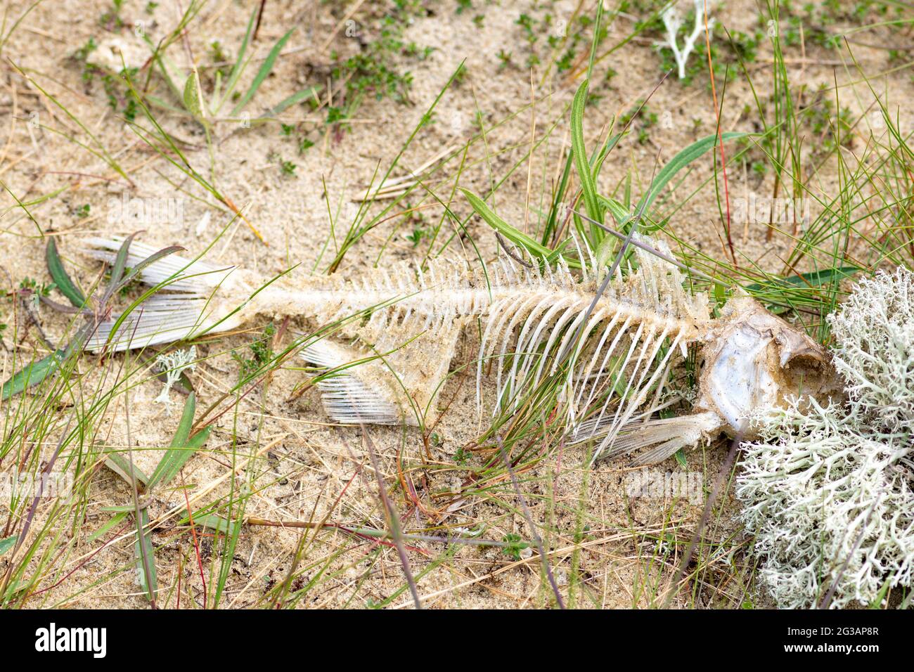 Toxic water bones fish hi-res stock photography and images - Alamy