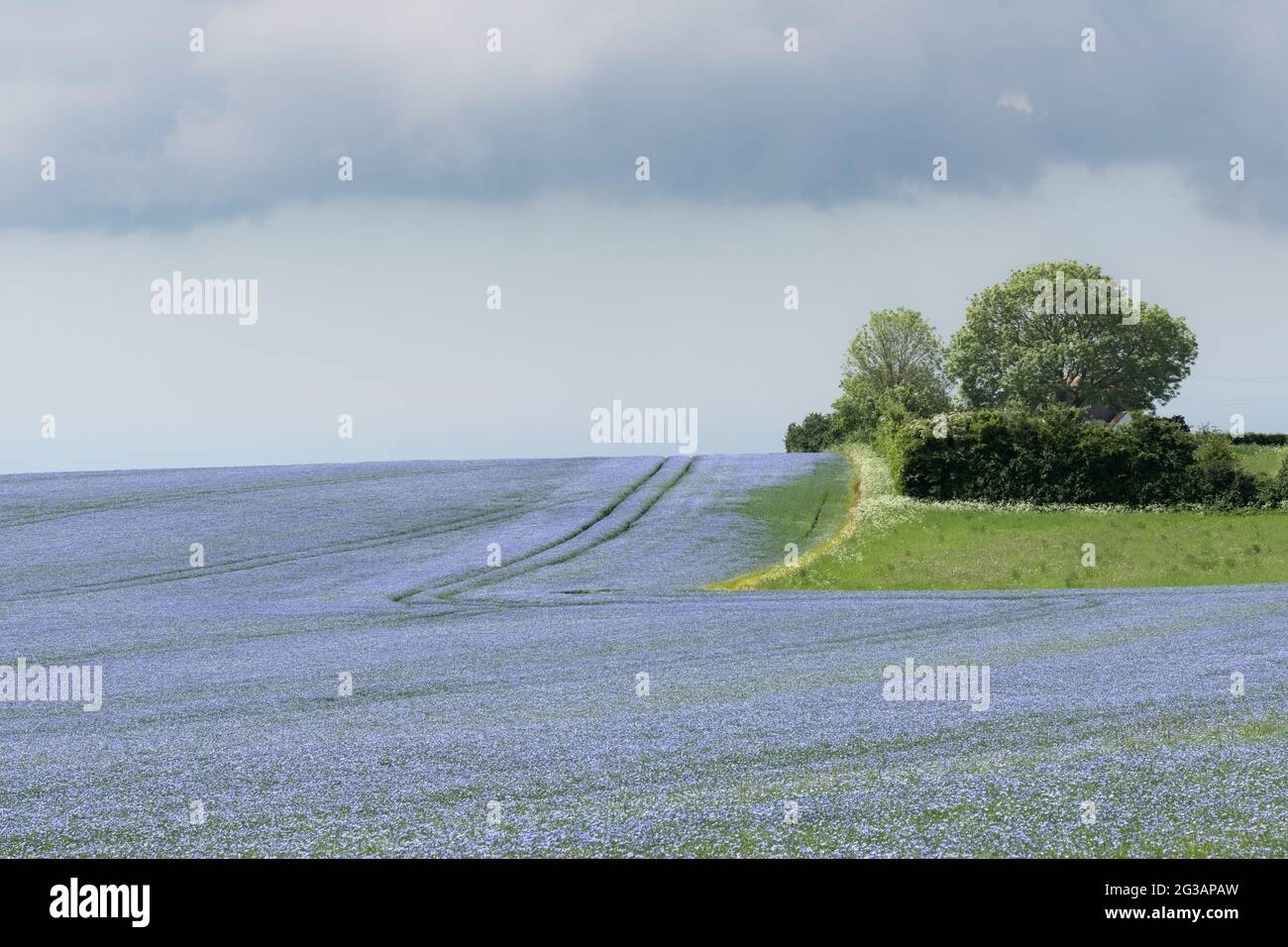 Linseed crop hi-res stock photography and images - Alamy