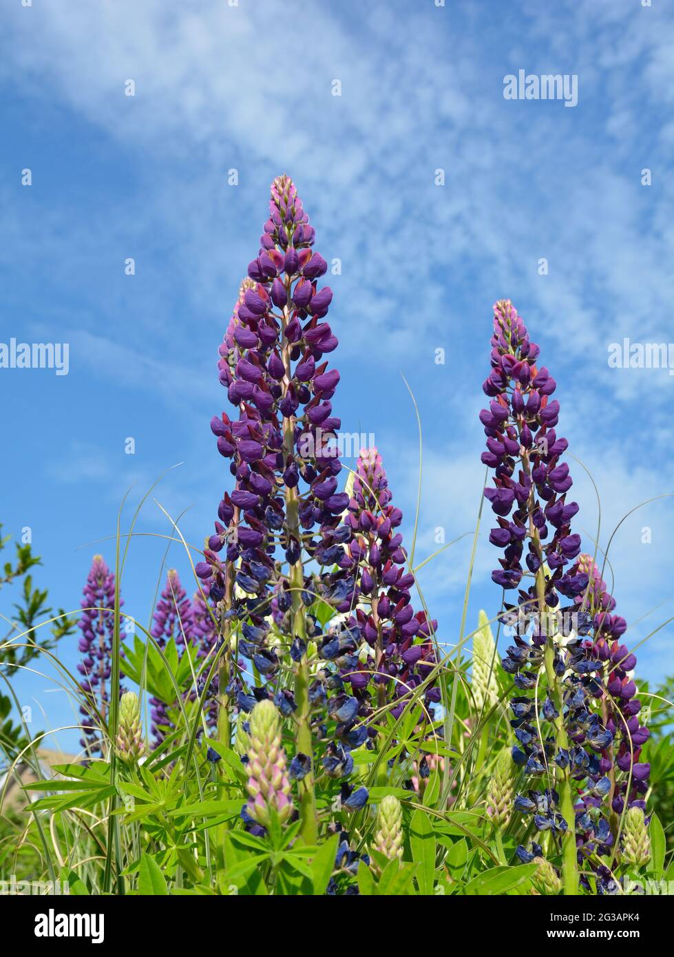 Lupin tower hi-res stock photography and images - Alamy