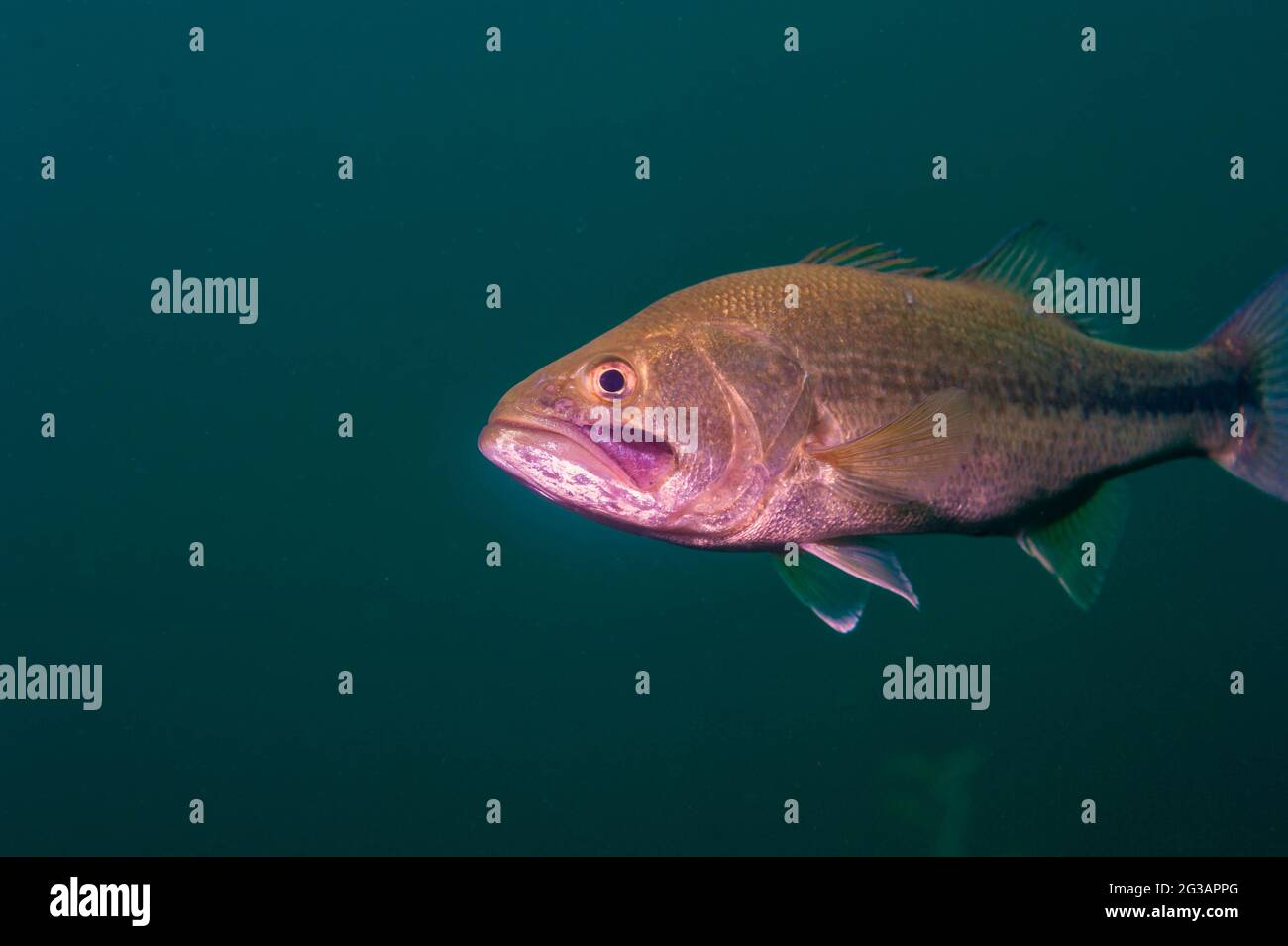 Hook infection hi-res stock photography and images - Alamy