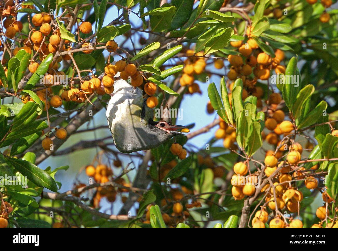 Green figbird hi-res stock photography and images - Alamy