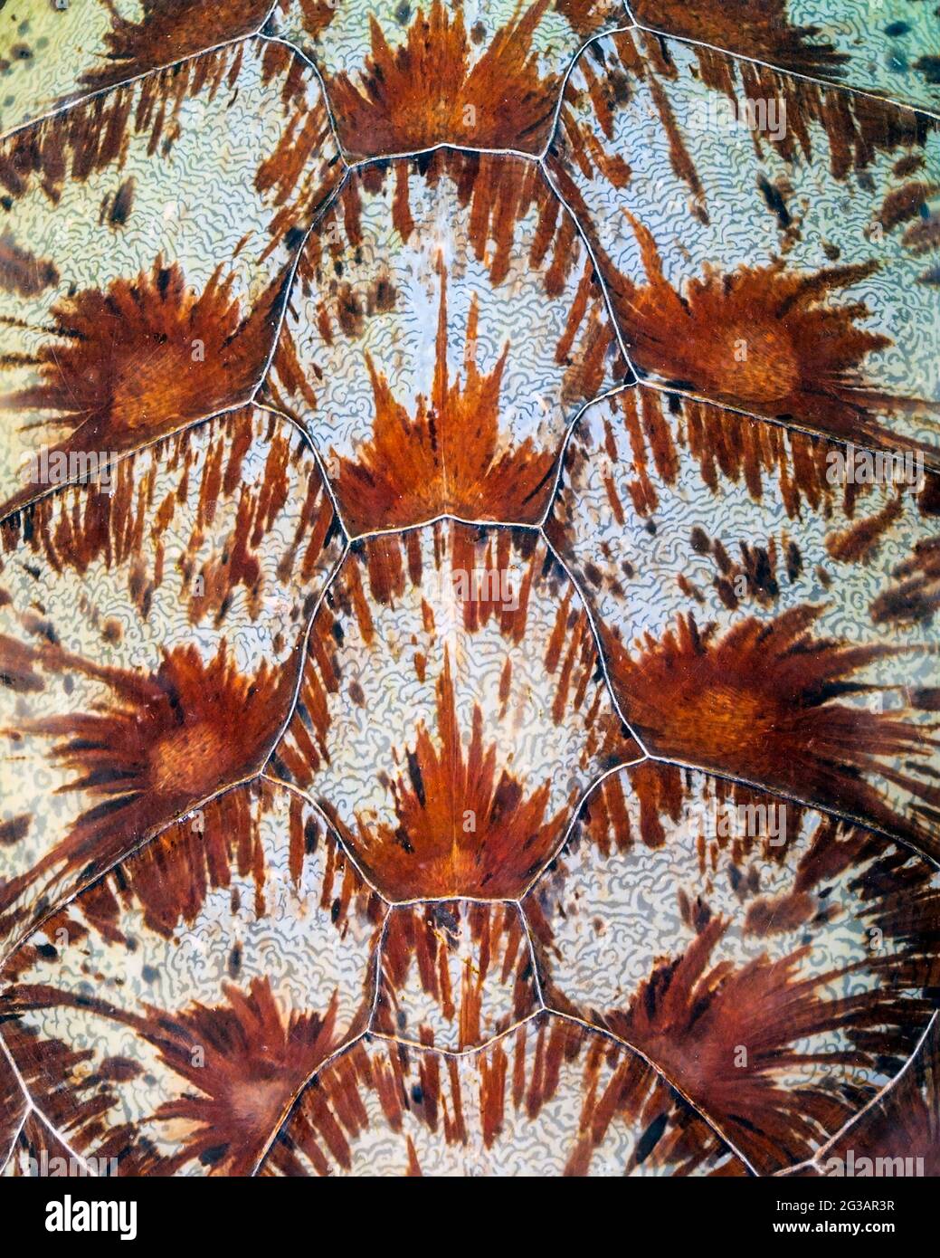 Hawksbill sea turtle (Eretmochelys imbricata) shell in Maldives Stock ...