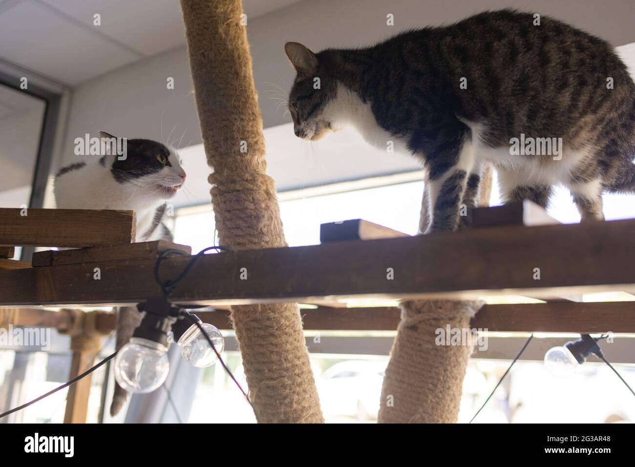 adorable young tabby cat fighting with cat Stock Photo - Alamy