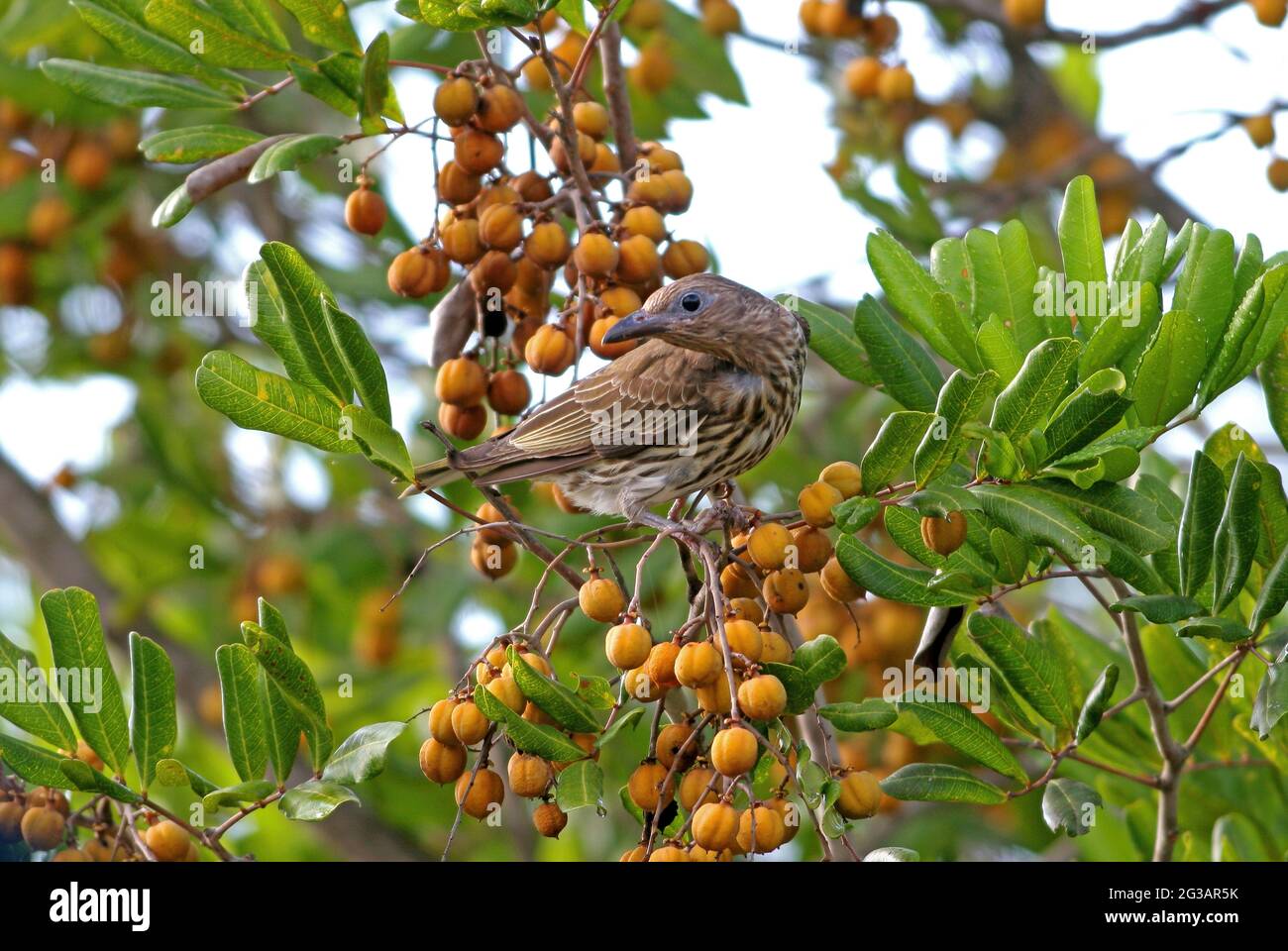 Australian figbird hi-res stock photography and images - Alamy