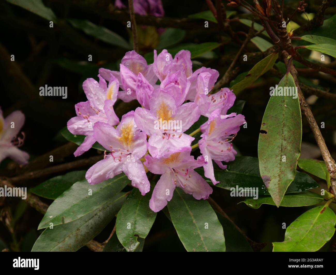 Closeup shot of beautiful purple rhododendron flowers on a shrub Stock ...