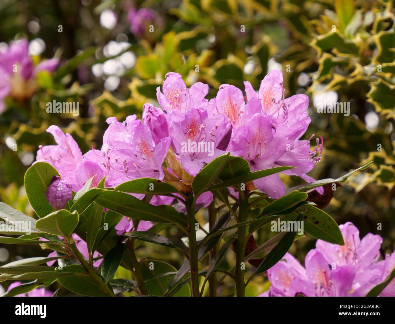 Closeup shot of beautiful purple rhododendron flowers on a shrub Stock ...