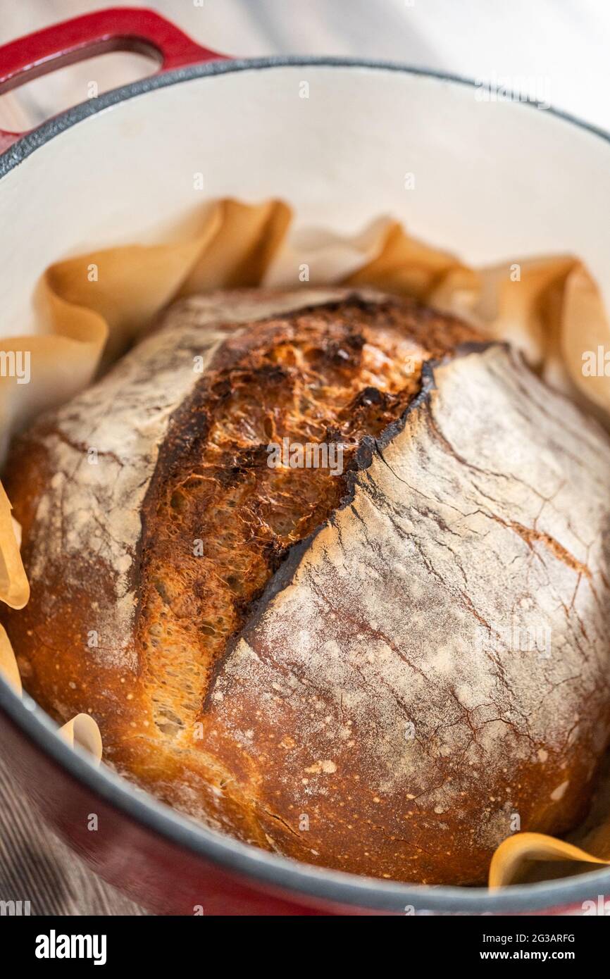 Freshly baked sourdough rye loaf of bread in a dutch oven Stock Photo ...