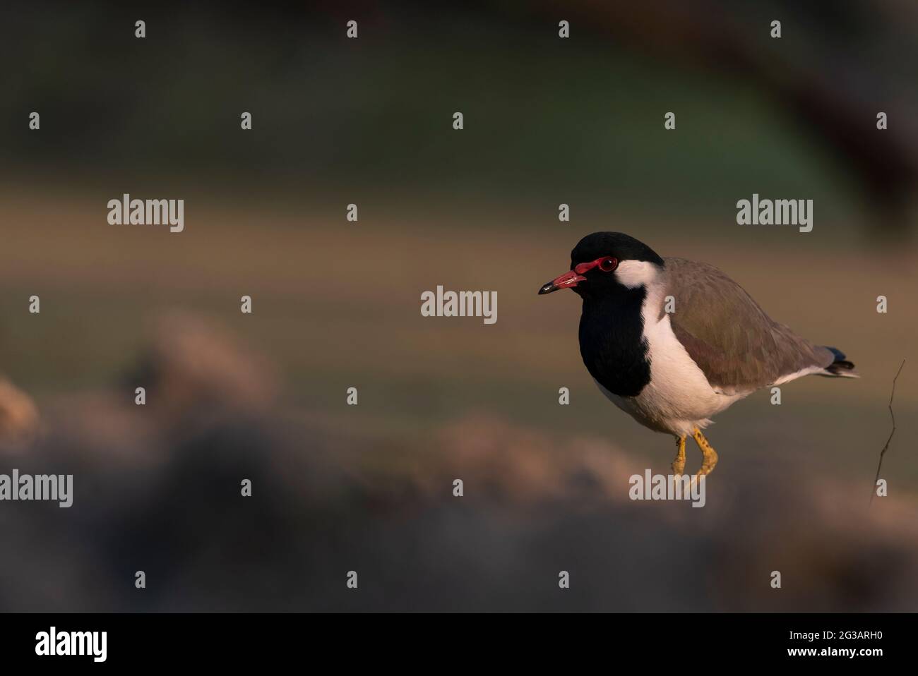 Lap wing hi-res stock photography and images - Alamy