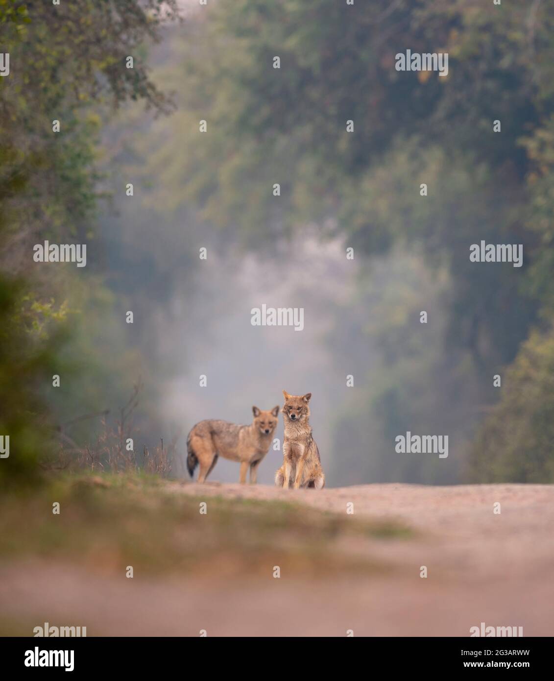 Animals of rajasthan hi-res stock photography and images - Alamy