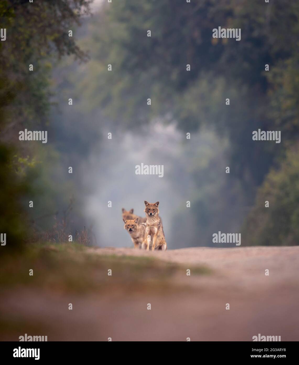 Animals of rajasthan hi-res stock photography and images - Alamy