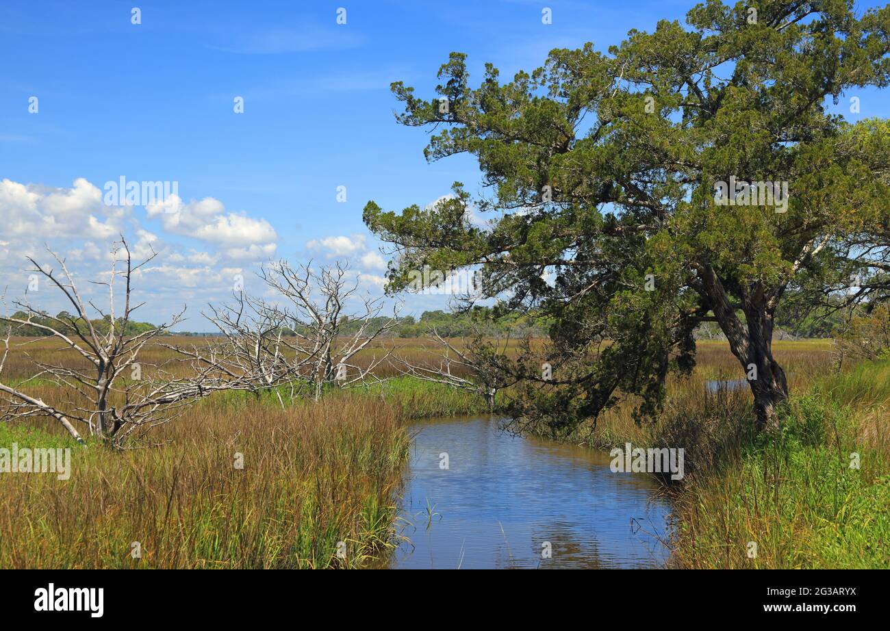 Tree standing at the edge of a saltwater marsh Stock Photo - Alamy