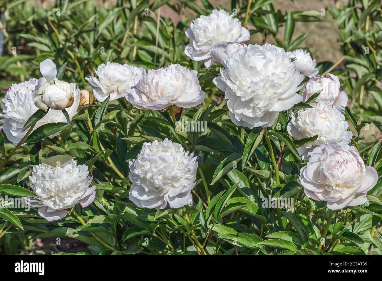 Stunning double white peonies with a delicate pink tint Stock Photo - Alamy