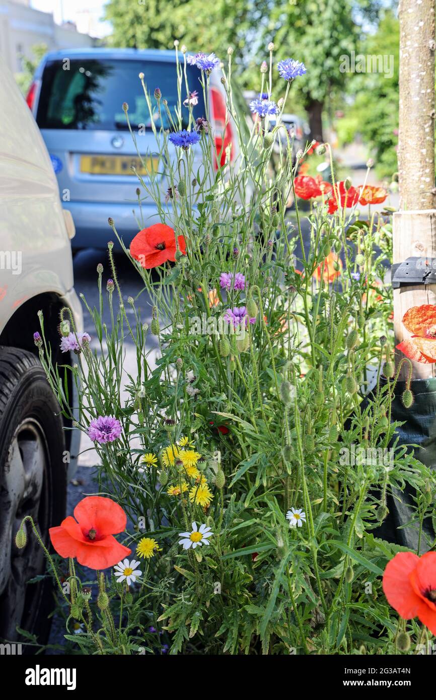 Its pretty to park with colourful wildflower beds around newly planted ...