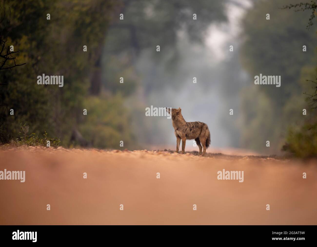 Jackal of bharatpur hi-res stock photography and images - Alamy