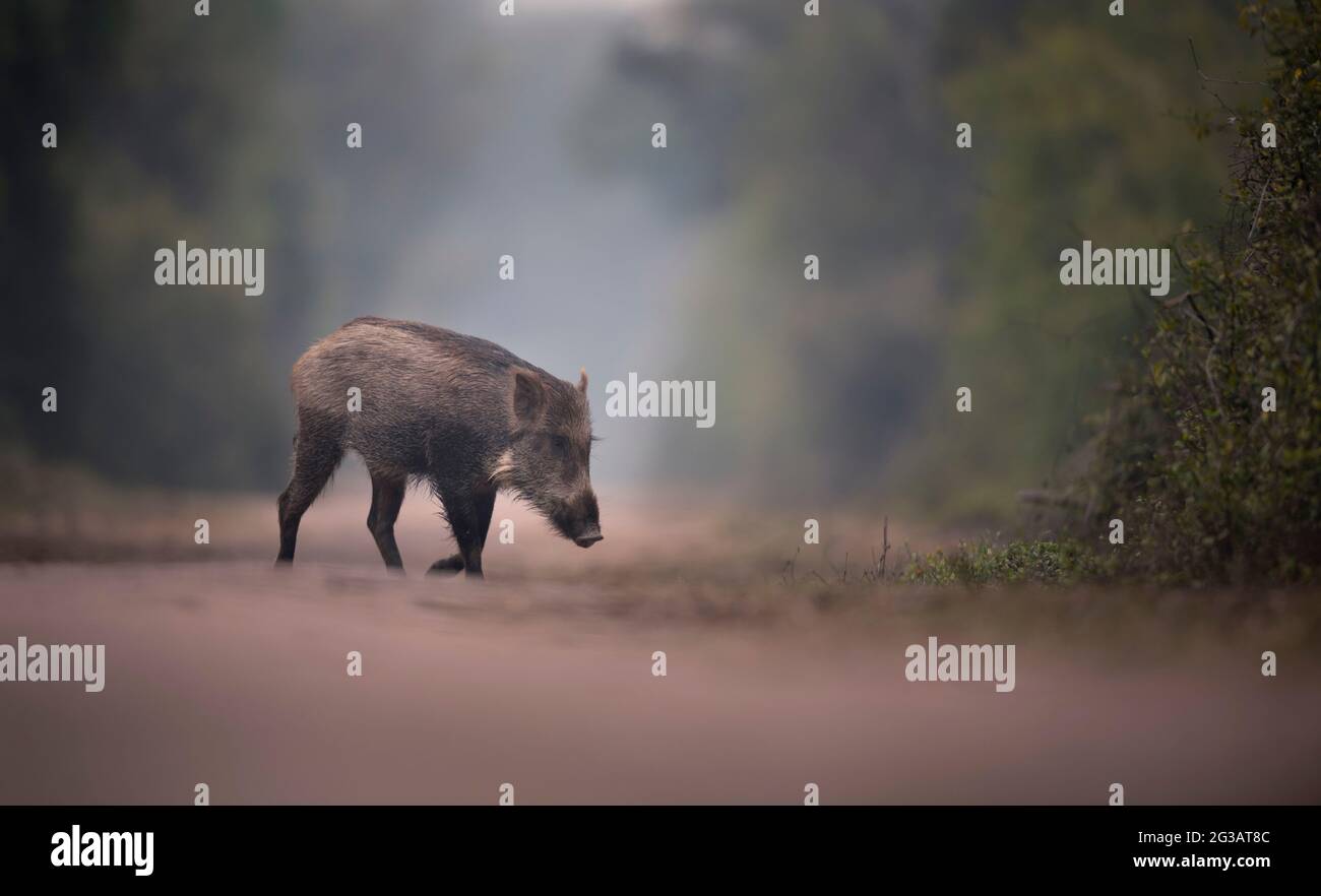 Jungle boar hi-res stock photography and images - Alamy