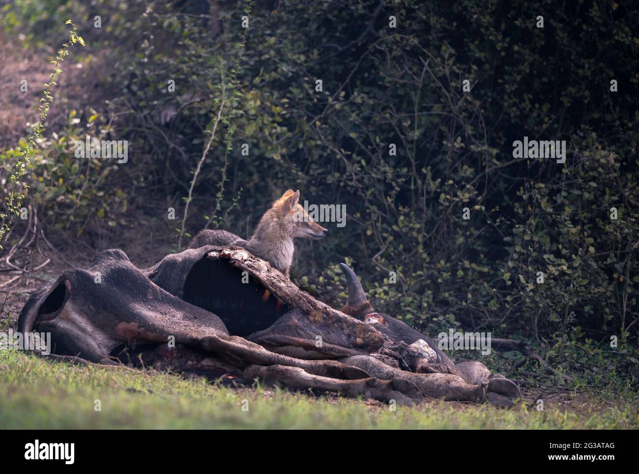 Golden jackal with person hi-res stock photography and images - Alamy