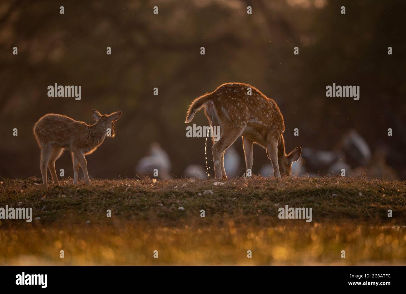 Animals of rajasthan hi-res stock photography and images - Alamy
