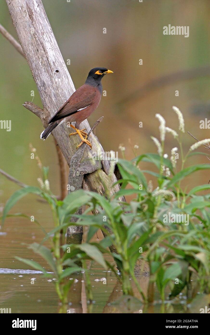 Common in south east queensland hi-res stock photography and images - Alamy