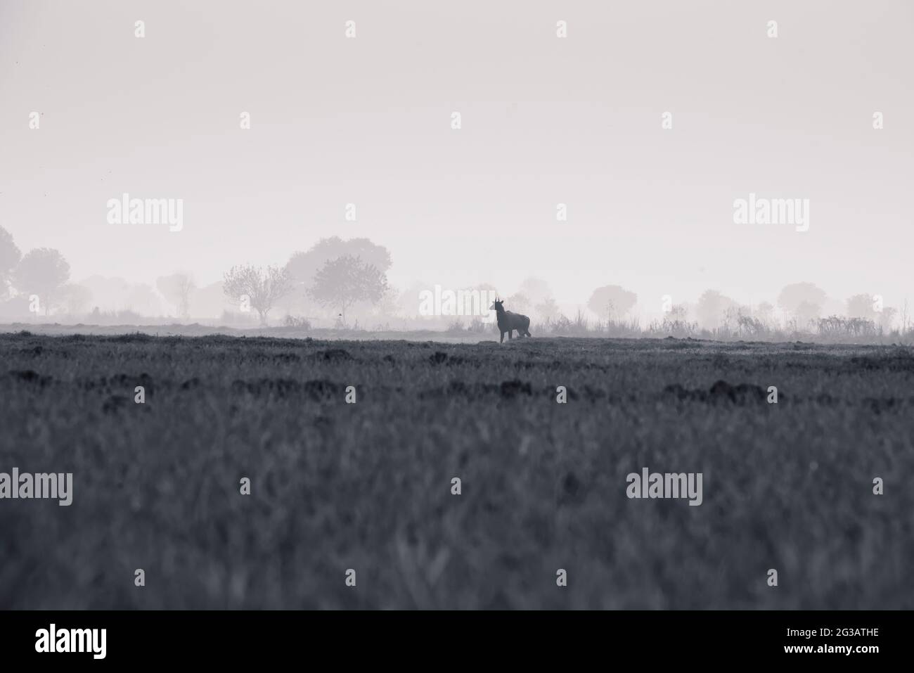 Blue_bull hi-res stock photography and images - Alamy