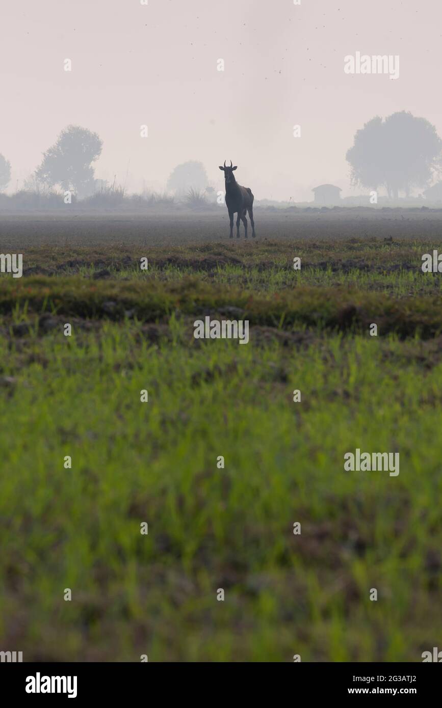 Blue_bull hi-res stock photography and images - Alamy