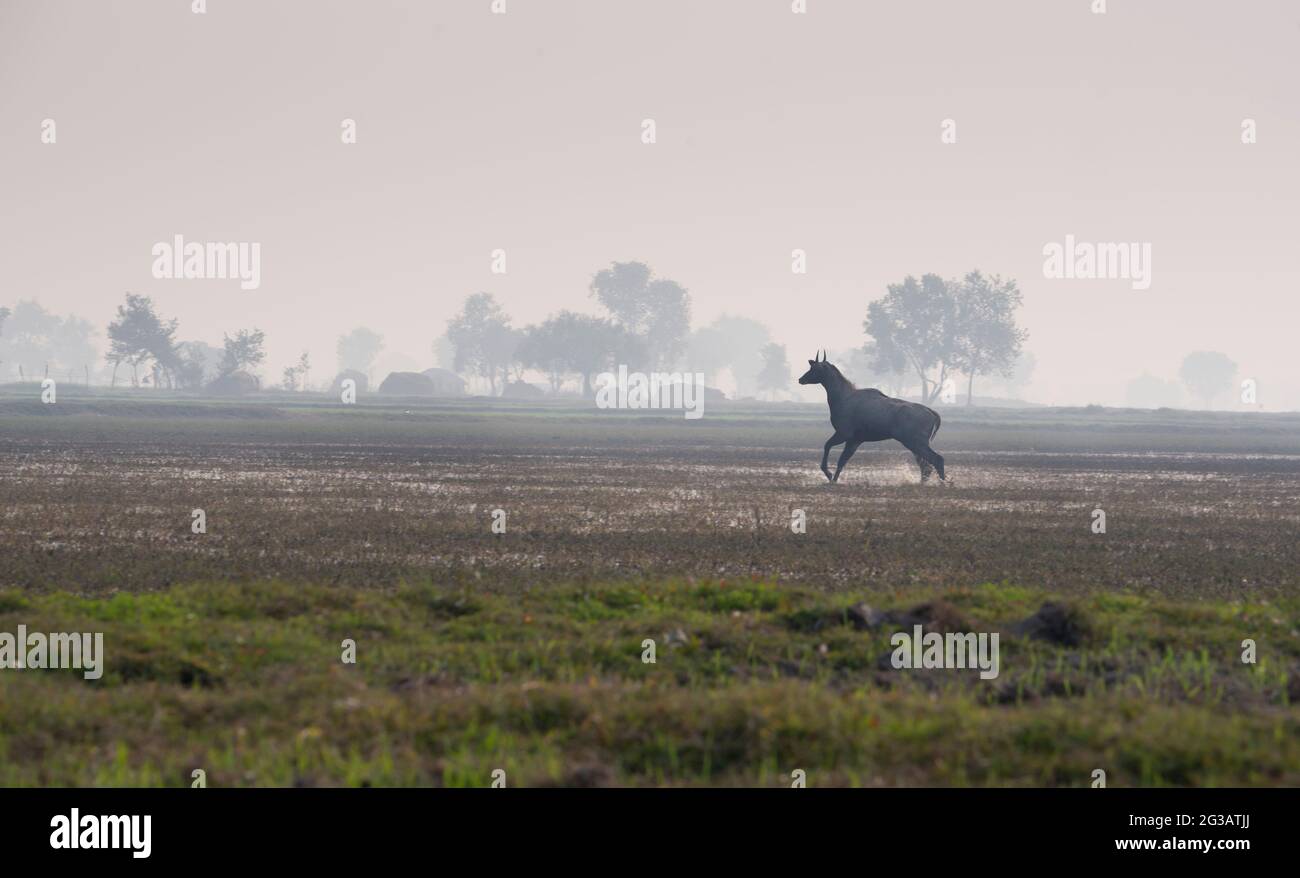 Blue_bull hi-res stock photography and images - Alamy