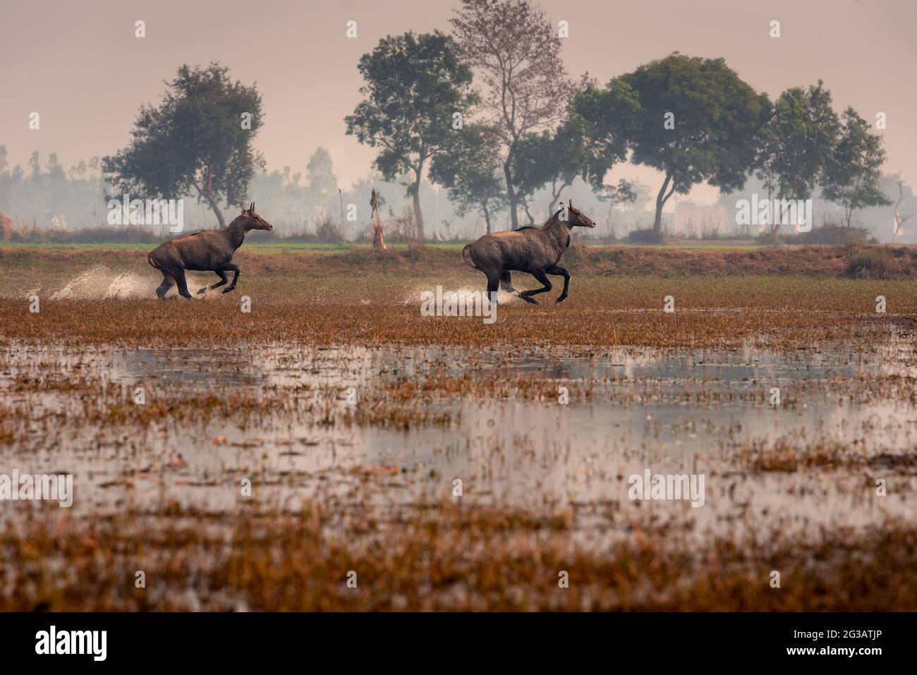 Blue_bull hi-res stock photography and images - Alamy