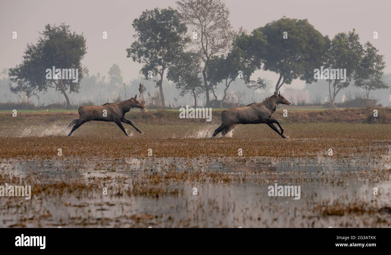 Blue_bull hi-res stock photography and images - Alamy