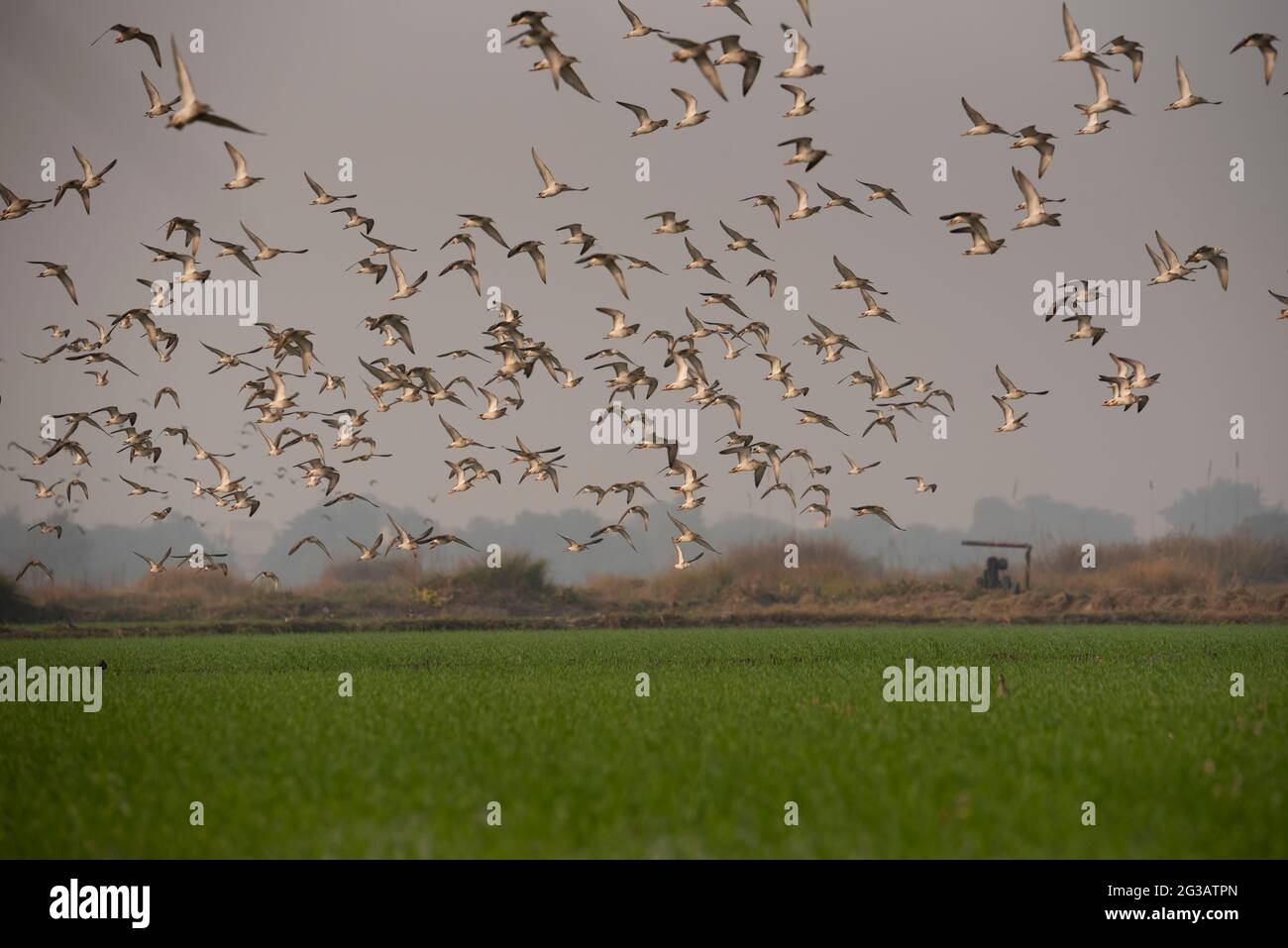 Flock of birds of trees hi-res stock photography and images - Alamy