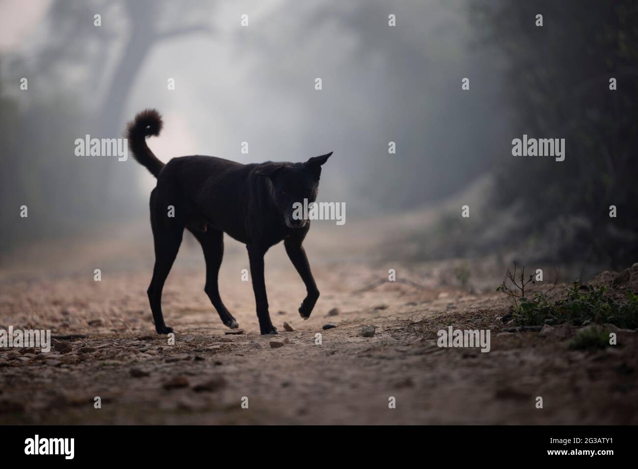 Abstract dog hi-res stock photography and images - Alamy