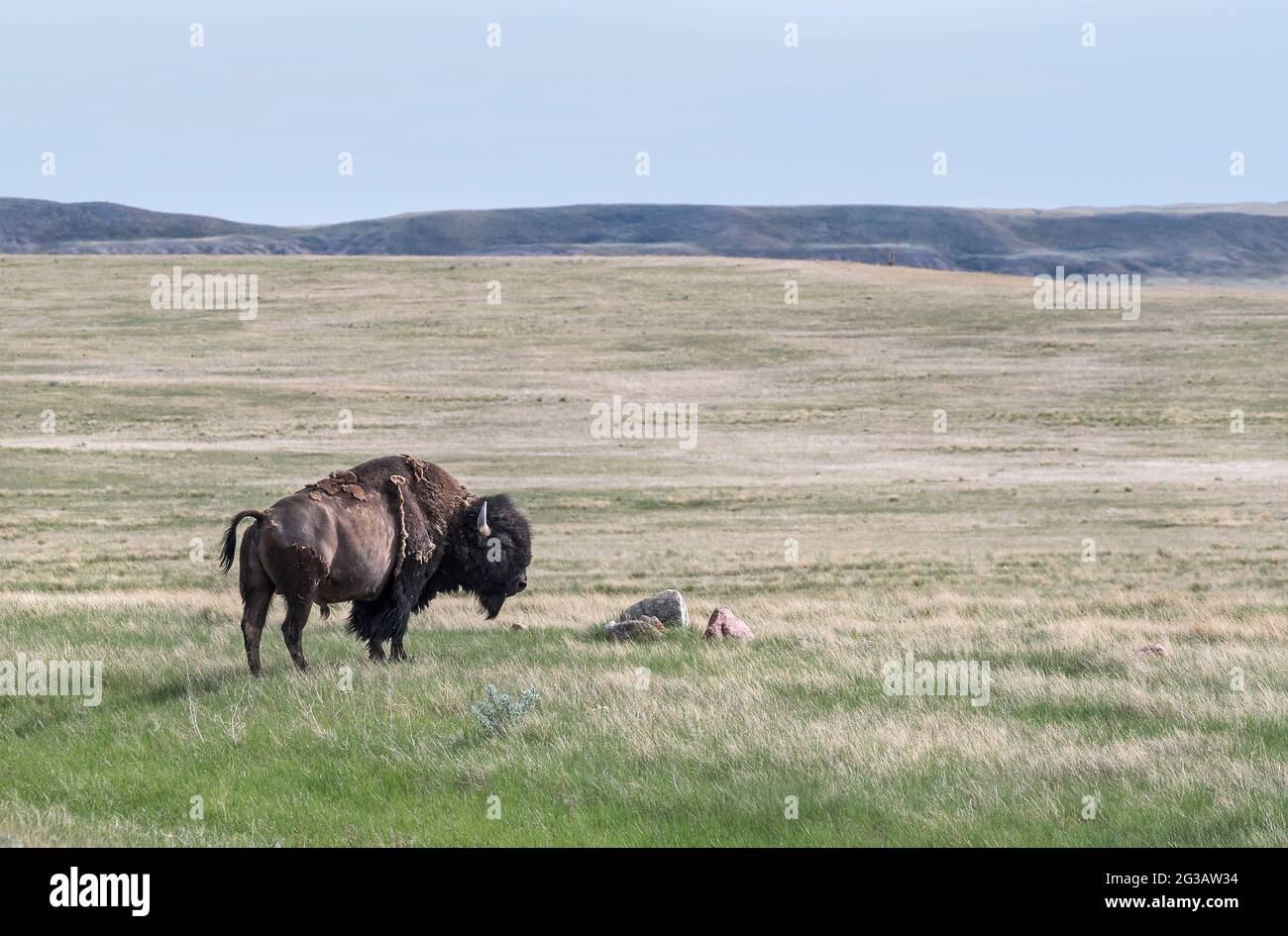 Single male plains bison on the prairie in Grasslands National Park ...