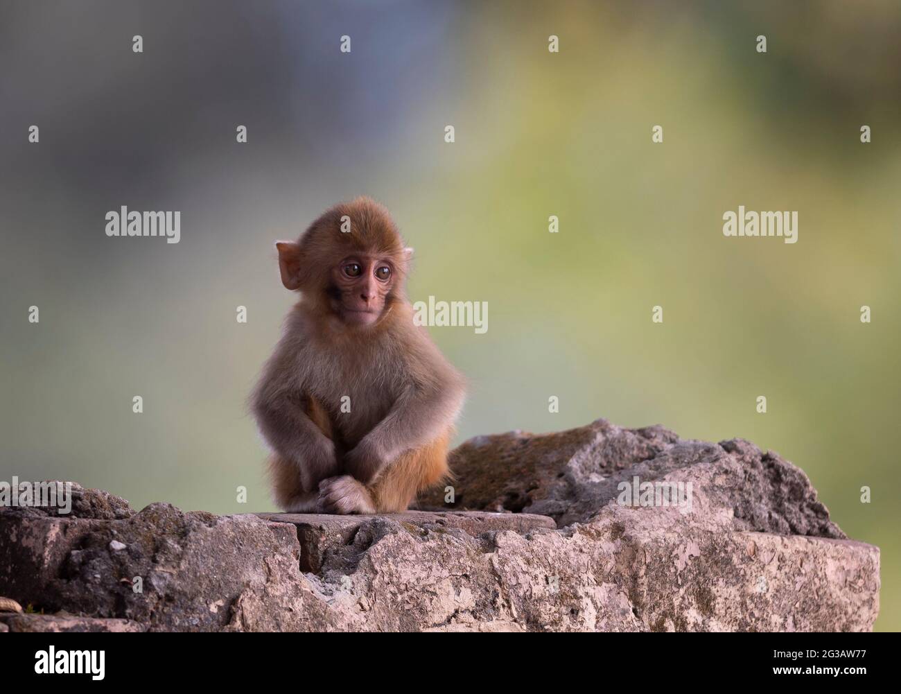 Monkey person hi-res stock photography and images - Alamy