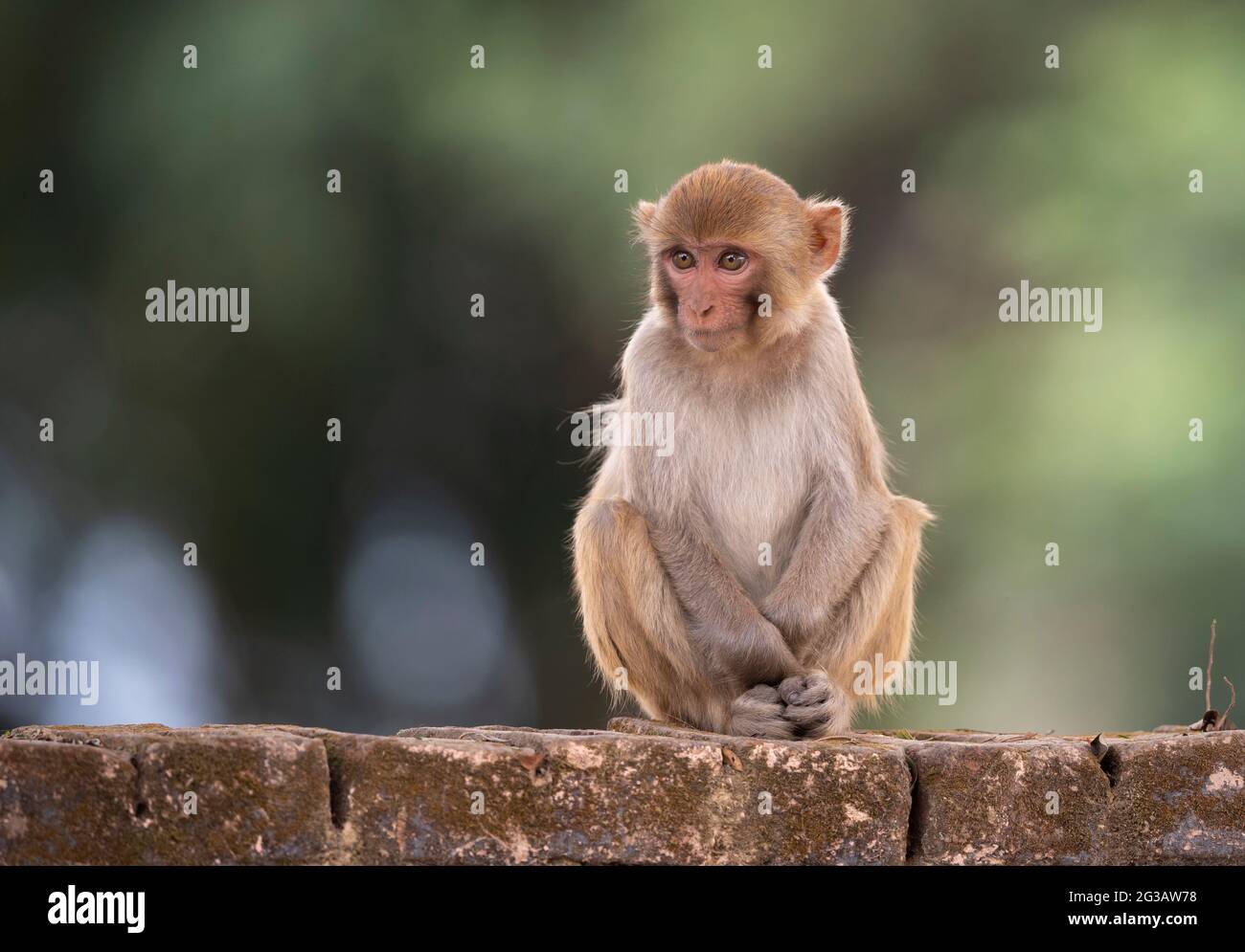 Monkey person hi-res stock photography and images - Alamy