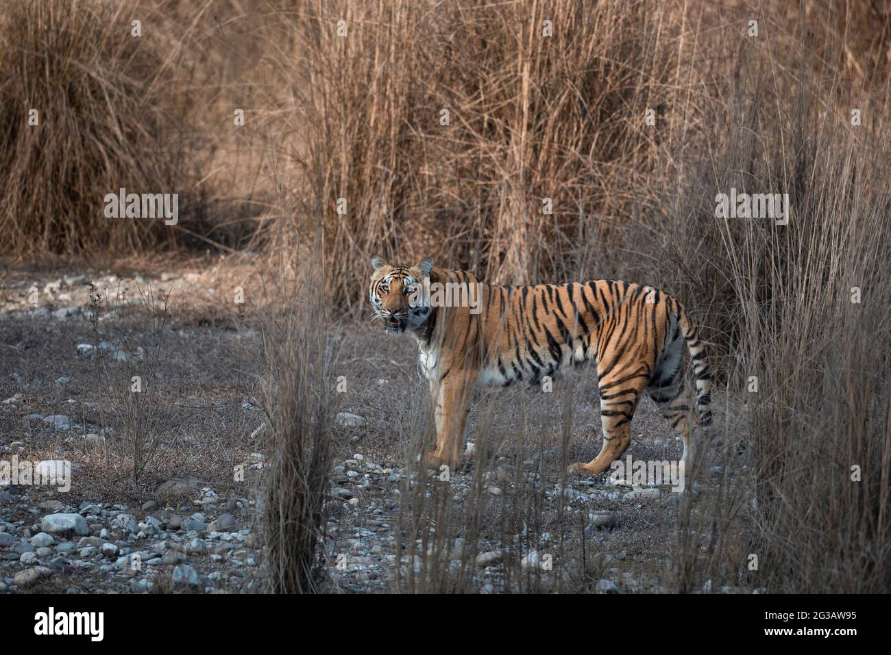 Royal Bengal Tiger Stock Photo - Alamy