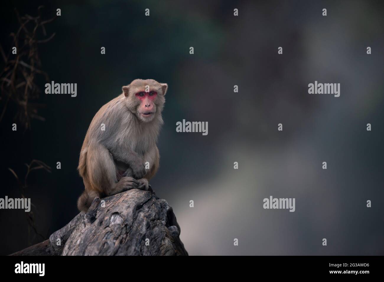 Monkey person hi-res stock photography and images - Alamy
