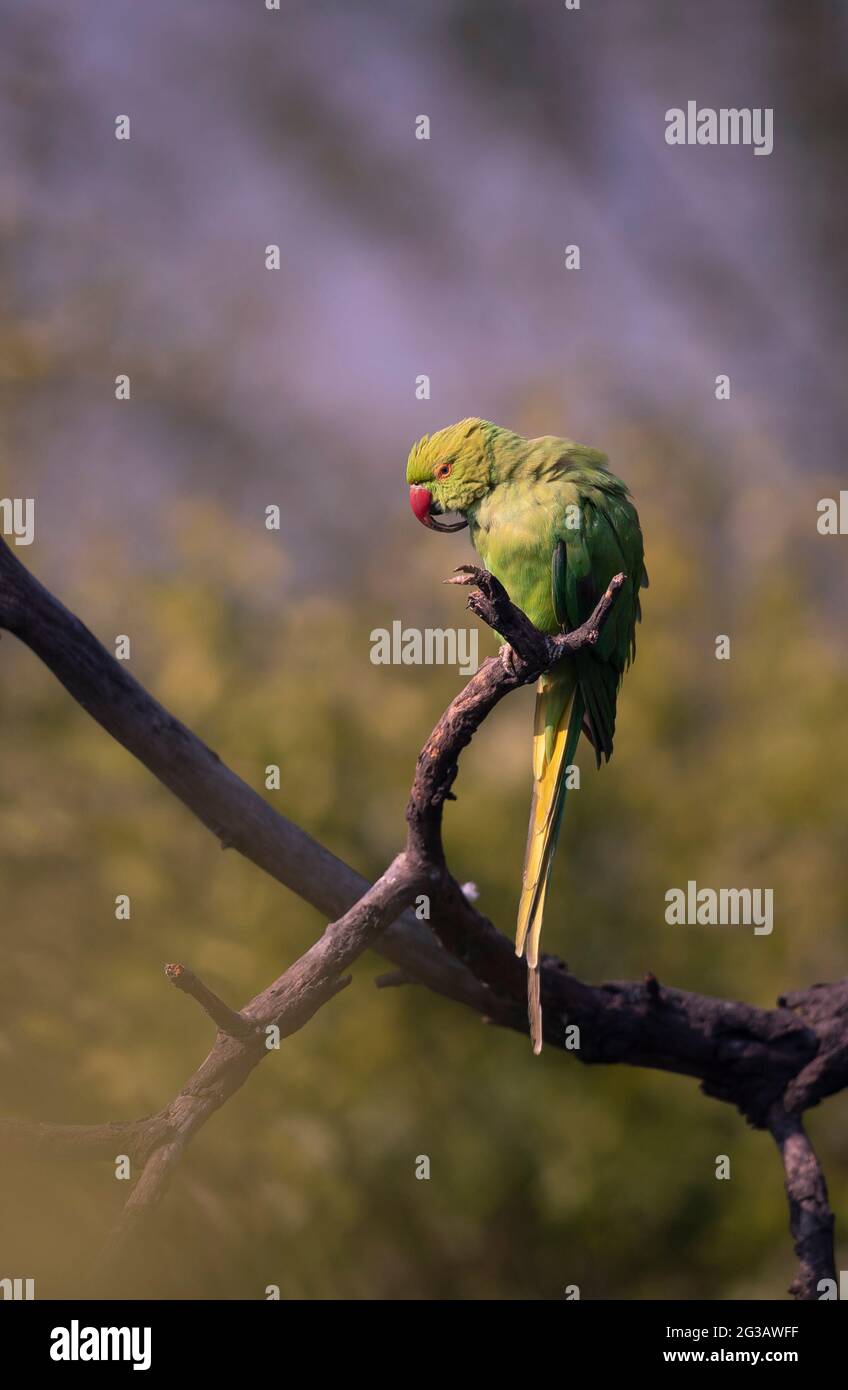 Rajasthan parakeet hi-res stock photography and images - Alamy