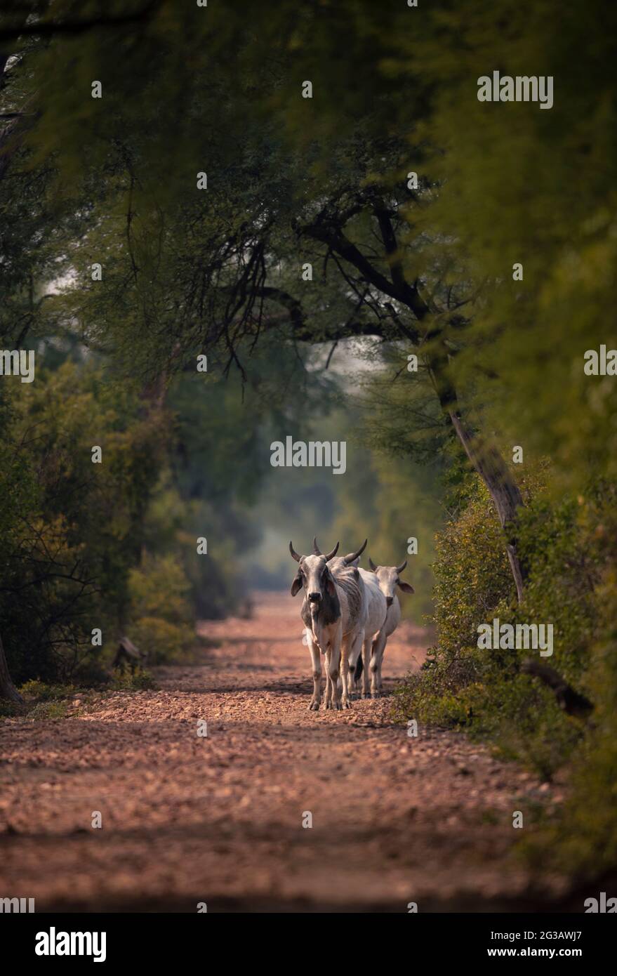 Ox outdoors hi-res stock photography and images - Alamy