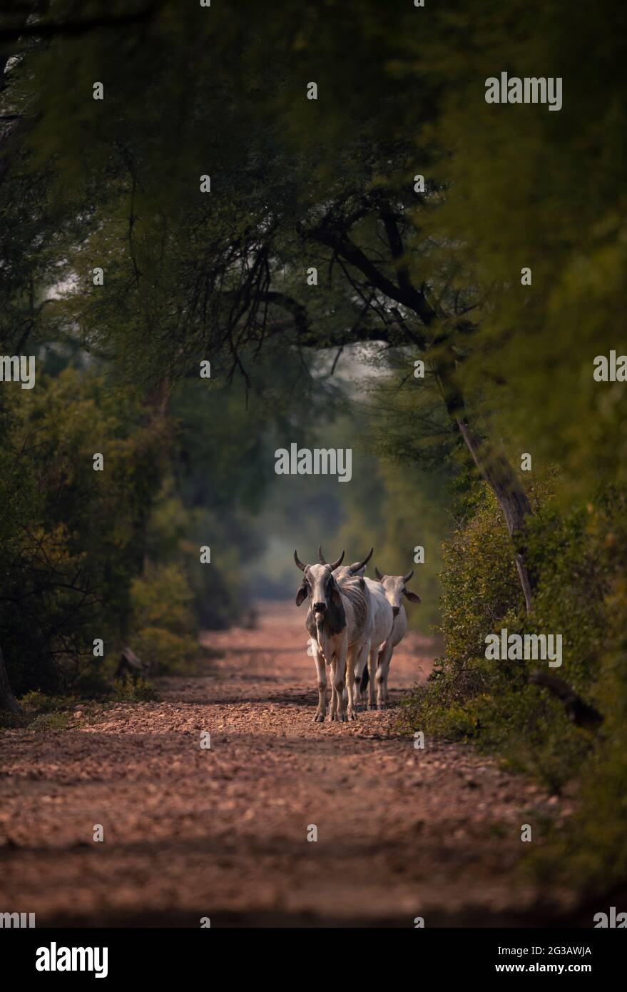 Wild ox hi-res stock photography and images - Alamy