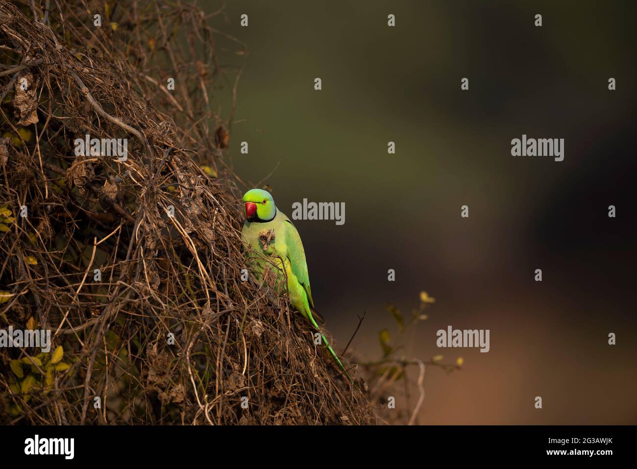 Rajasthan parakeet hi-res stock photography and images - Alamy