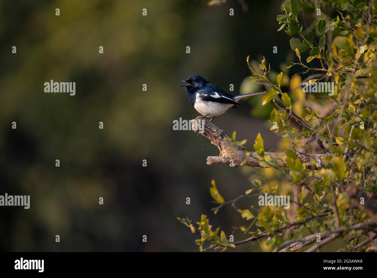 Robin and person hi-res stock photography and images - Alamy