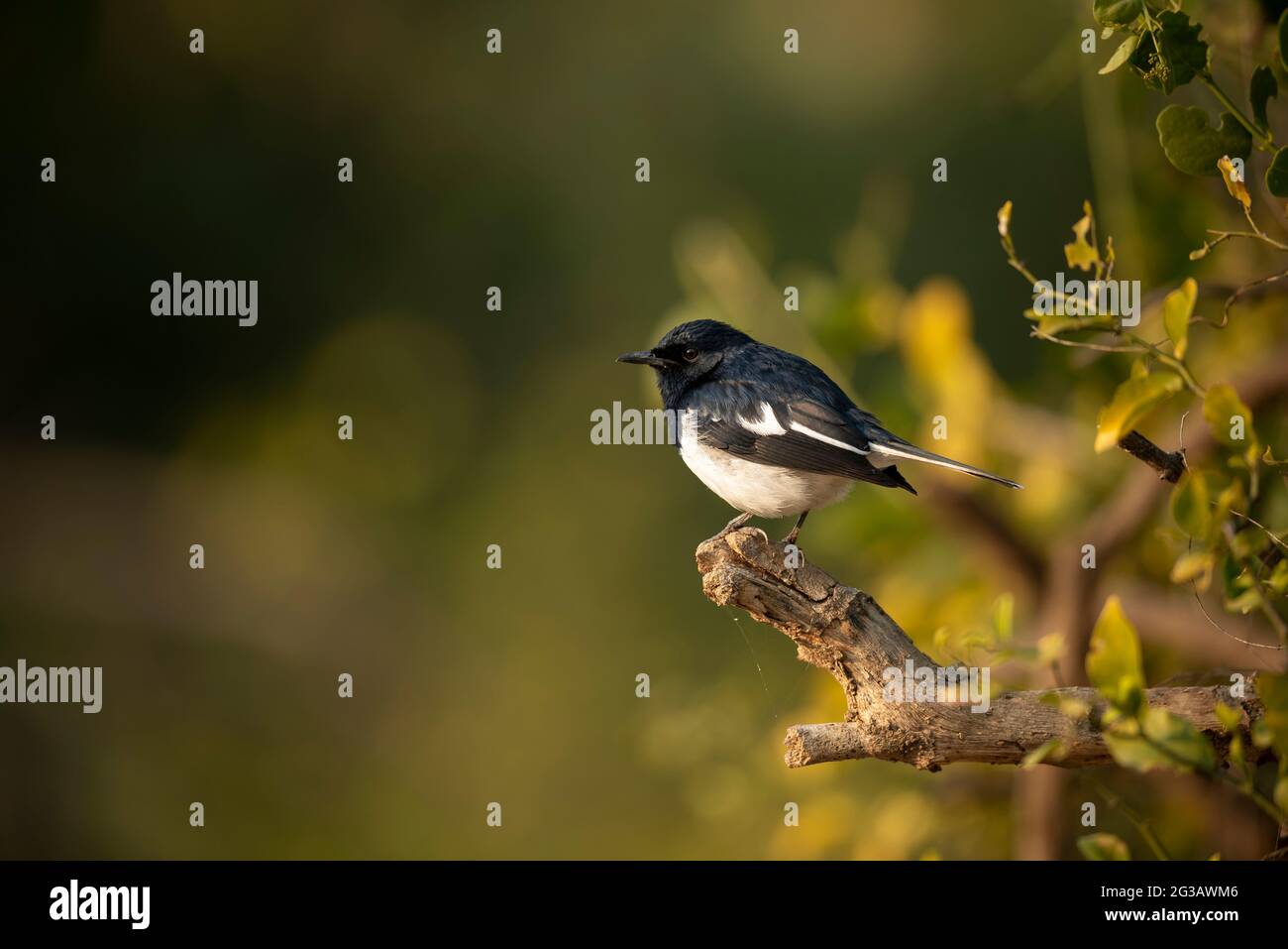 Robin with no tail hi-res stock photography and images - Alamy