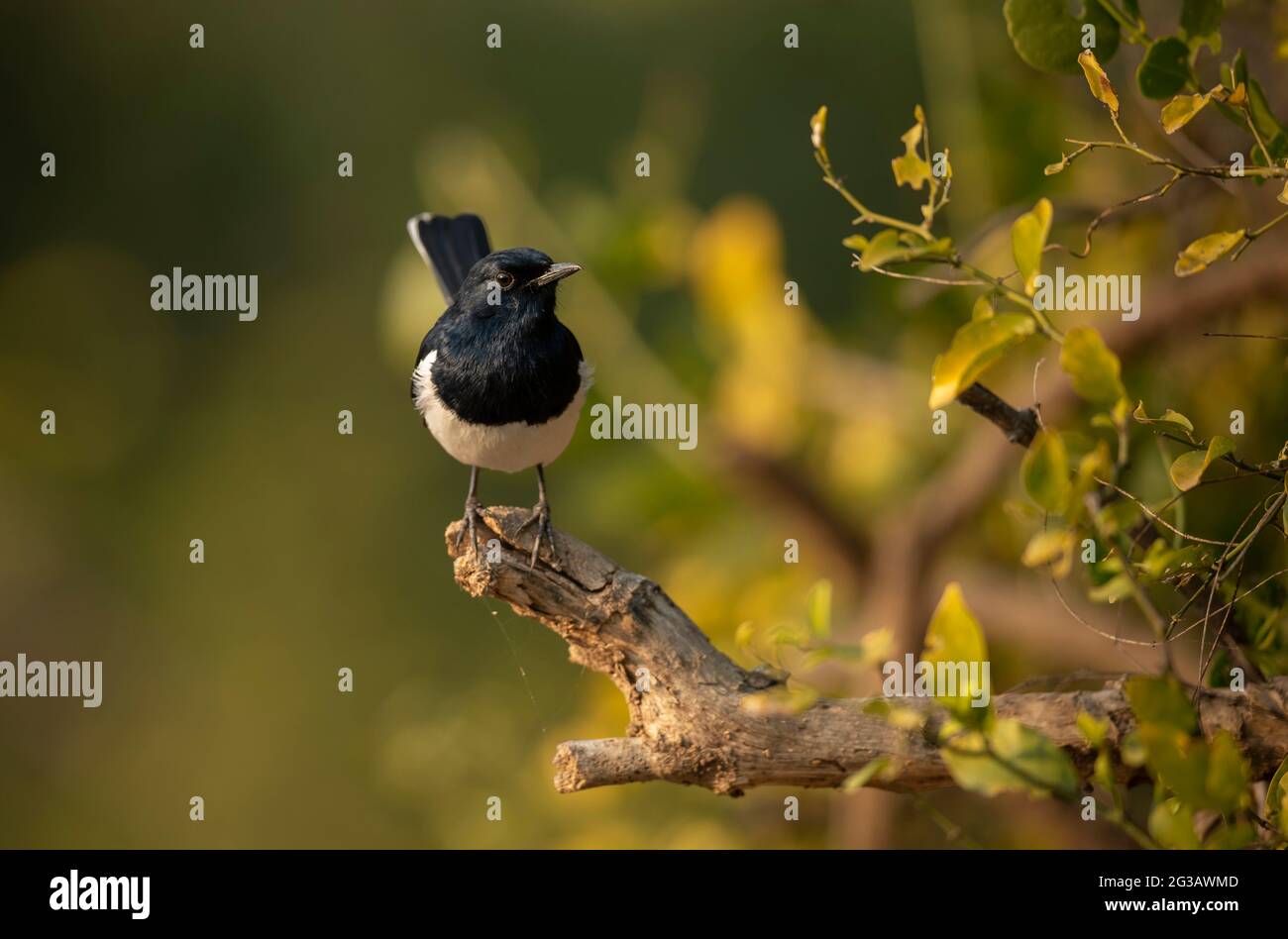 Robin and person hi-res stock photography and images - Alamy