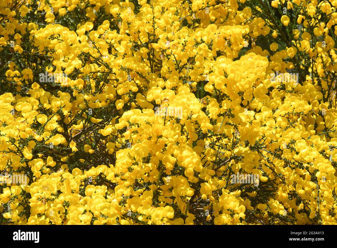 Aspromonte - wild broom Credit : Giuseppe Andidero Stock Photo - Alamy