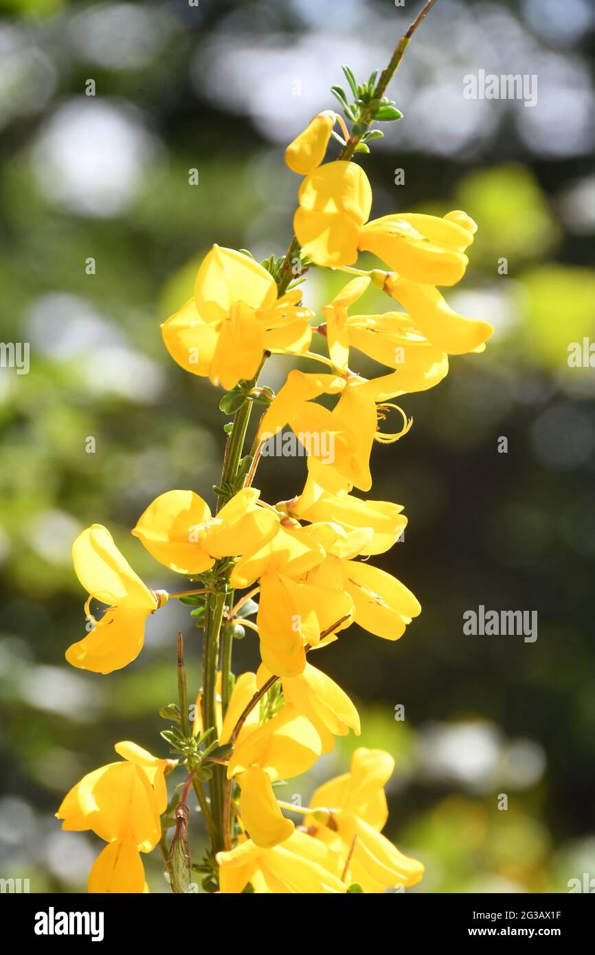 Ginestra selvatica hi-res stock photography and images - Alamy