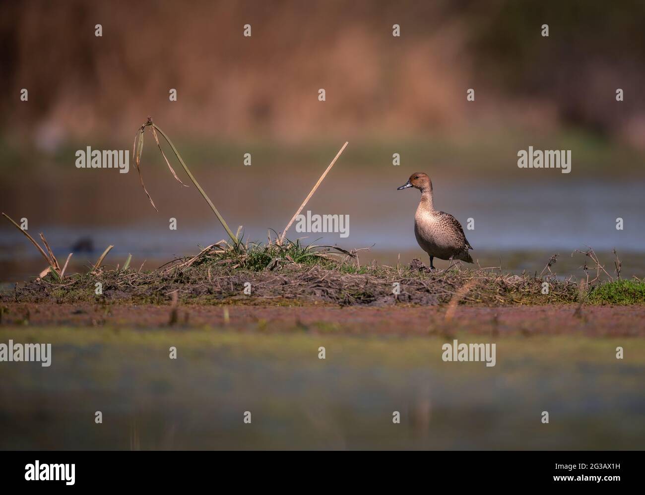 Tall ducks hi-res stock photography and images - Alamy
