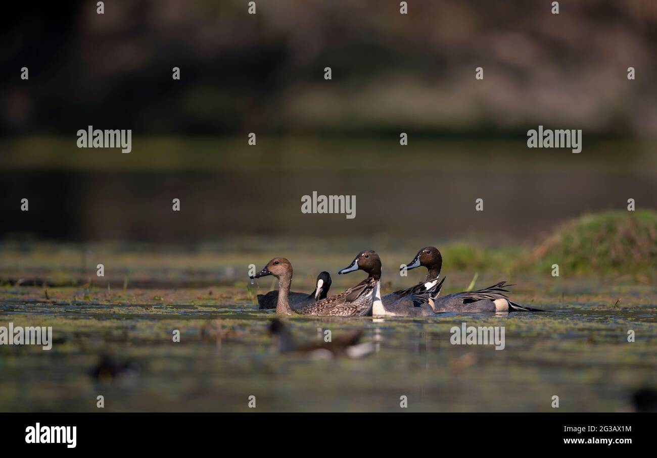 Tall ducks hi-res stock photography and images - Alamy