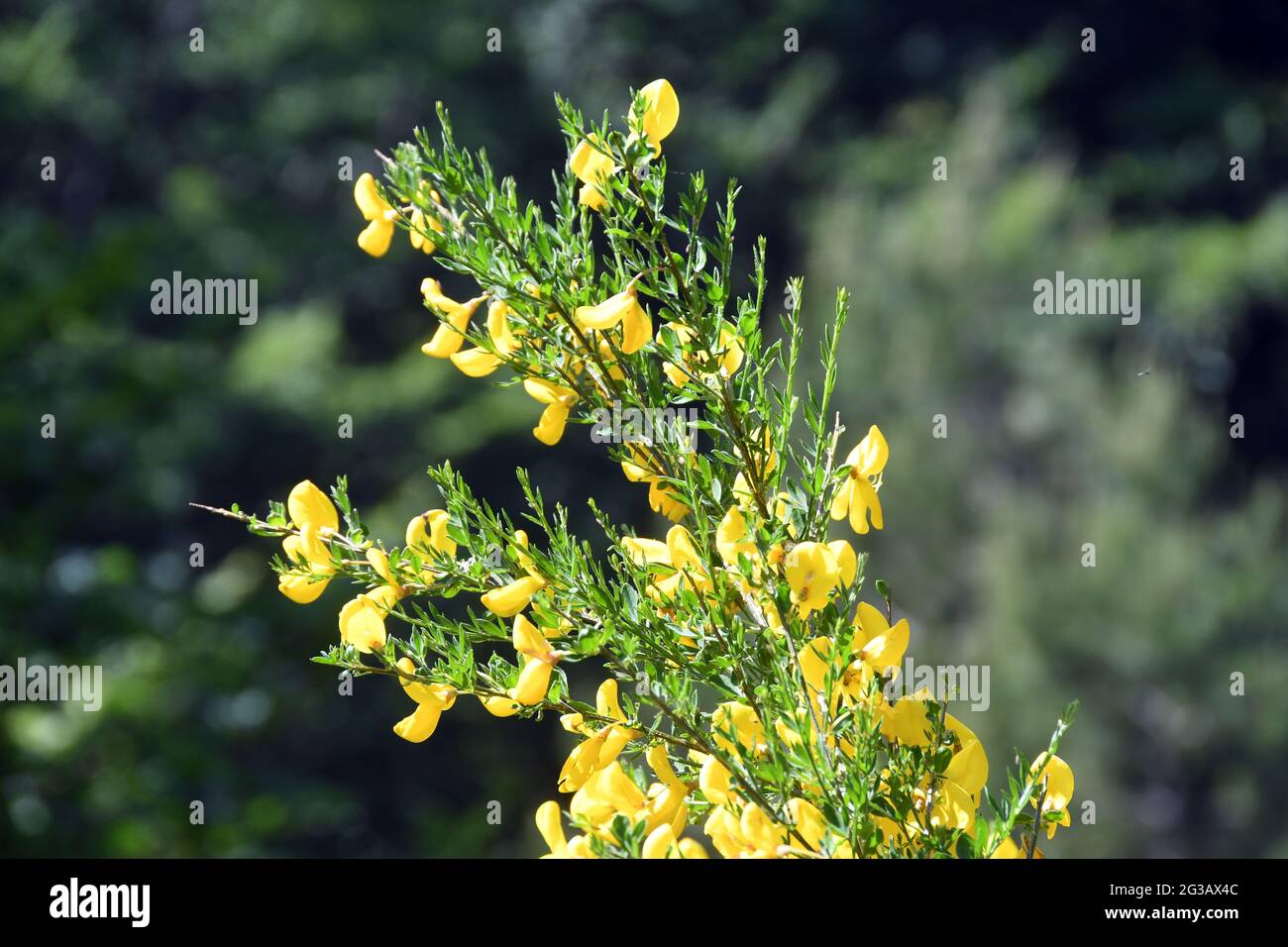 Aspromonte - wild broom Credit : Giuseppe Andidero Stock Photo - Alamy